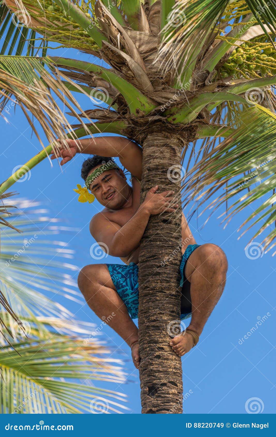 Palm tree climber editorial stock image. Image of bare - 88220749