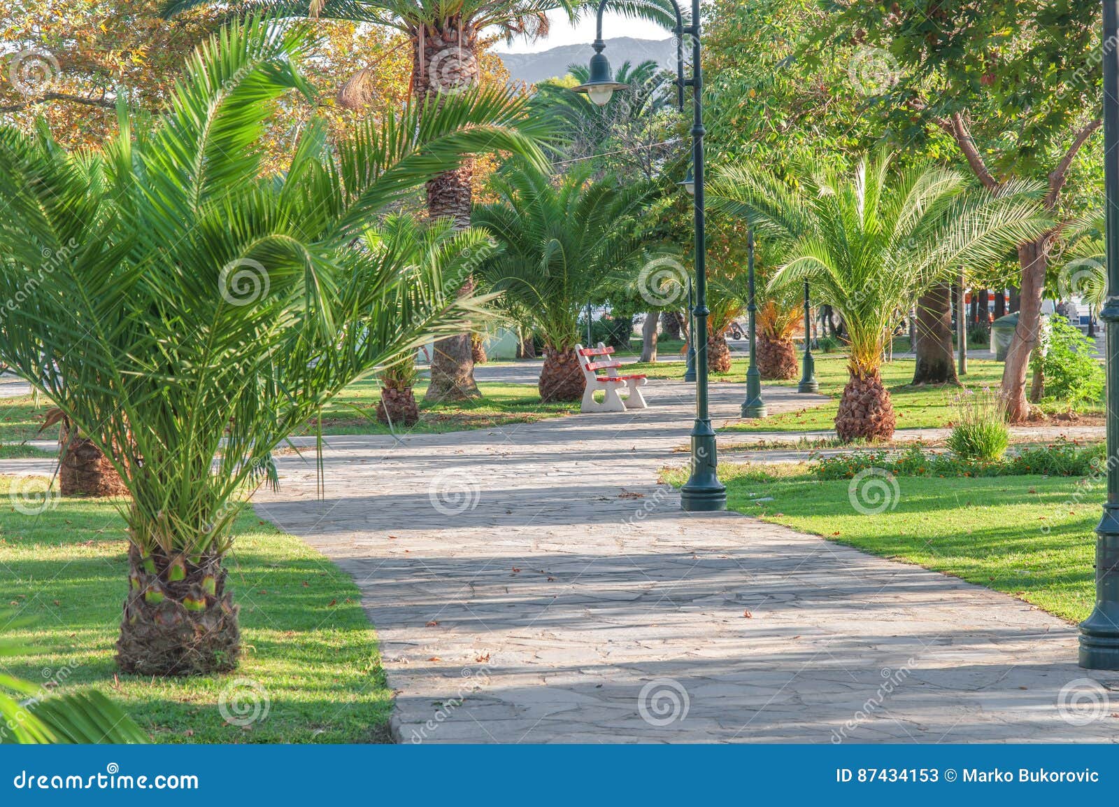 Palm Tree Close with Beach Promenade Background Stock Image - Image of ...