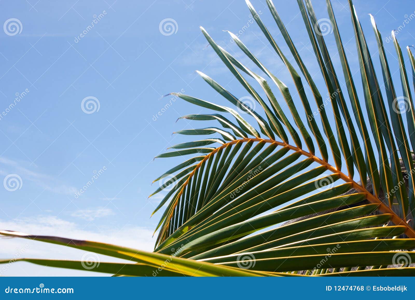 Palm Tree close up stock photo. Image of botany, foliage - 12474768