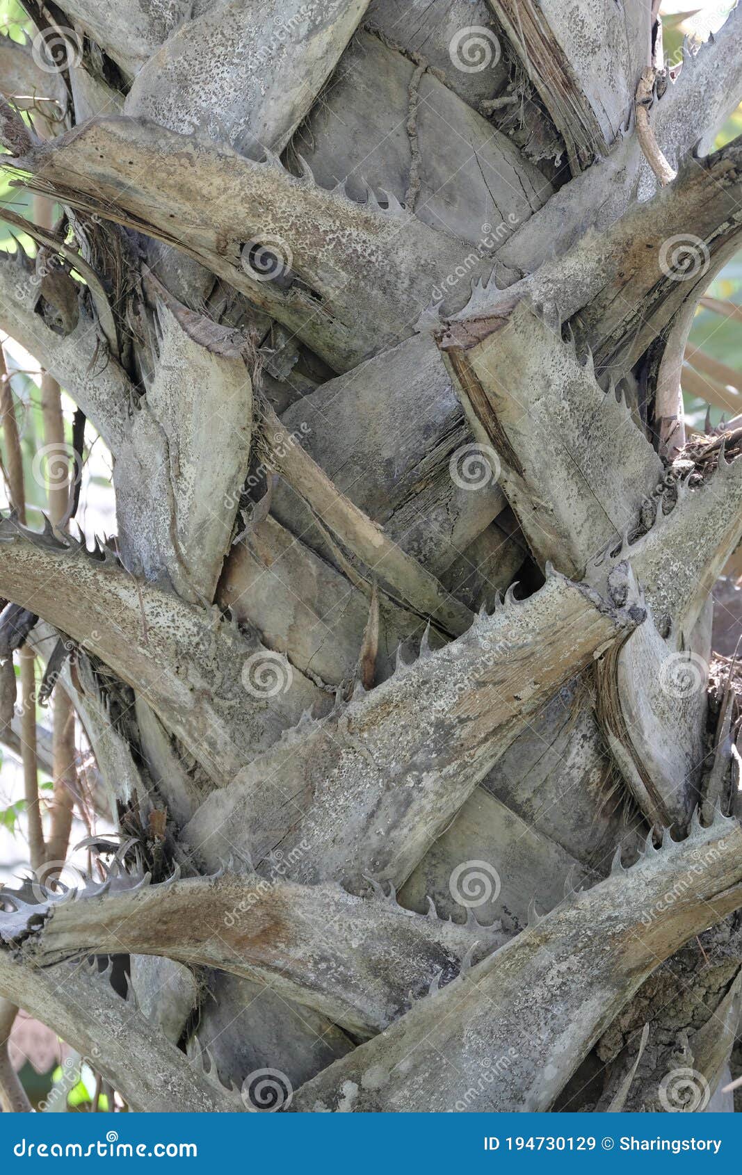 Palm tree close-up stock image. Image of closeup, background - 194730129