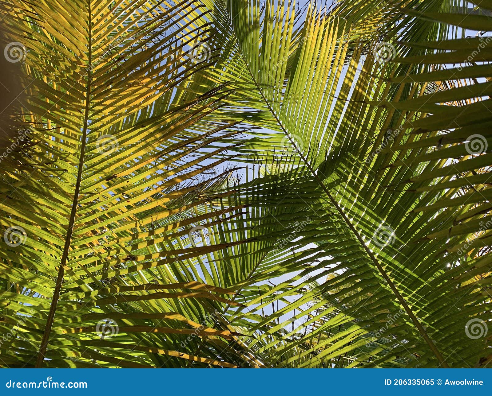 Palm tree close up stock image. Image of palm, leaf - 206335065