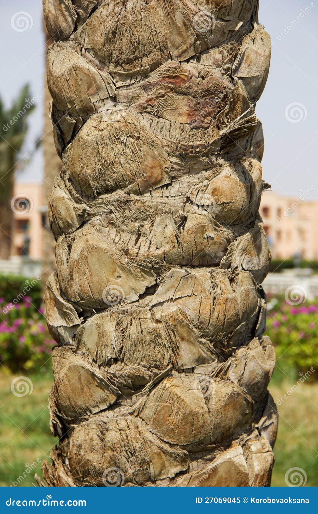 Palm tree close-up stock image. Image of wood, tropical - 27069045
