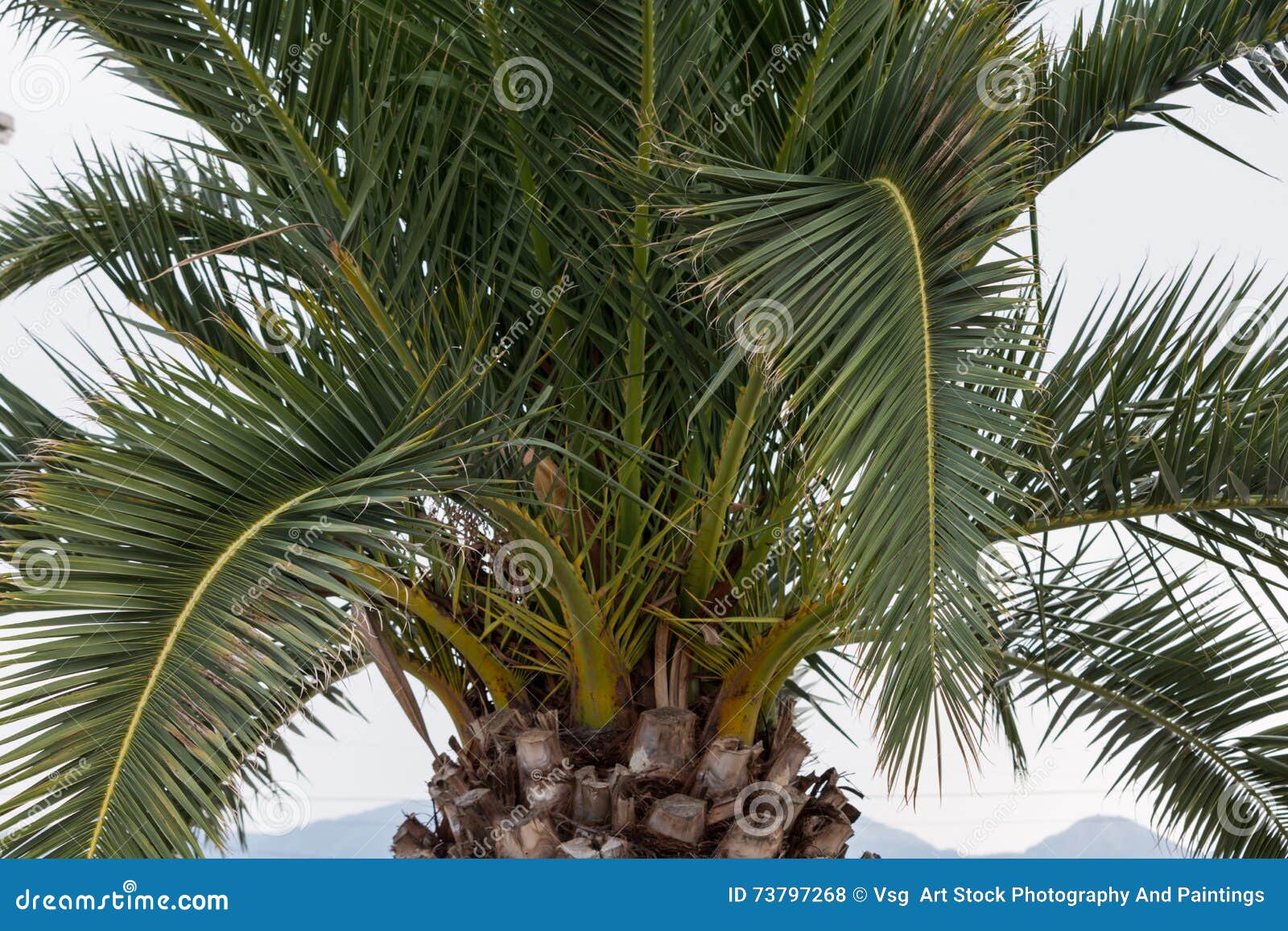 Palm tree close-up stock photo. Image of green, plant - 73797268