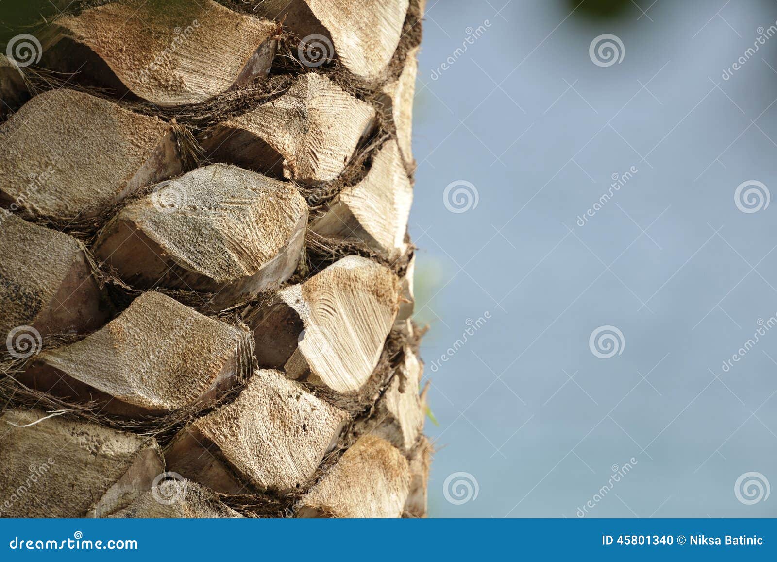 Palm tree close up stock photo. Image of surface, natural - 45801340
