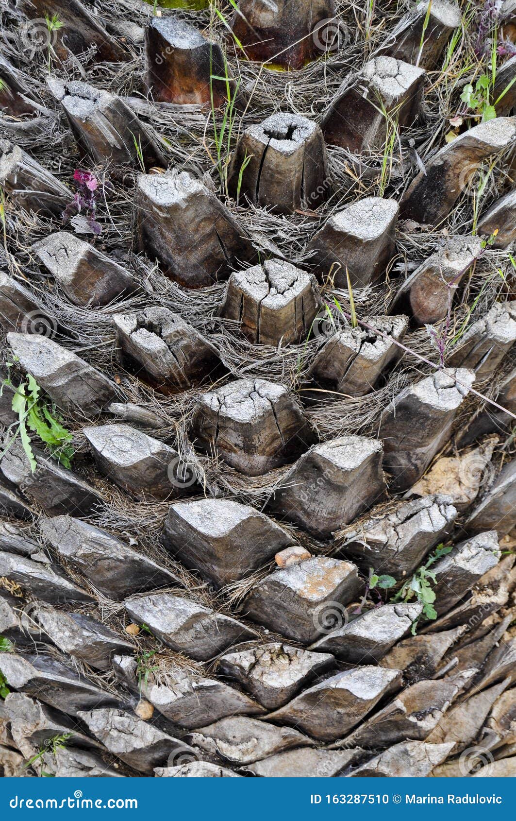 Palm tree close up surface stock photo. Image of flora - 163287510