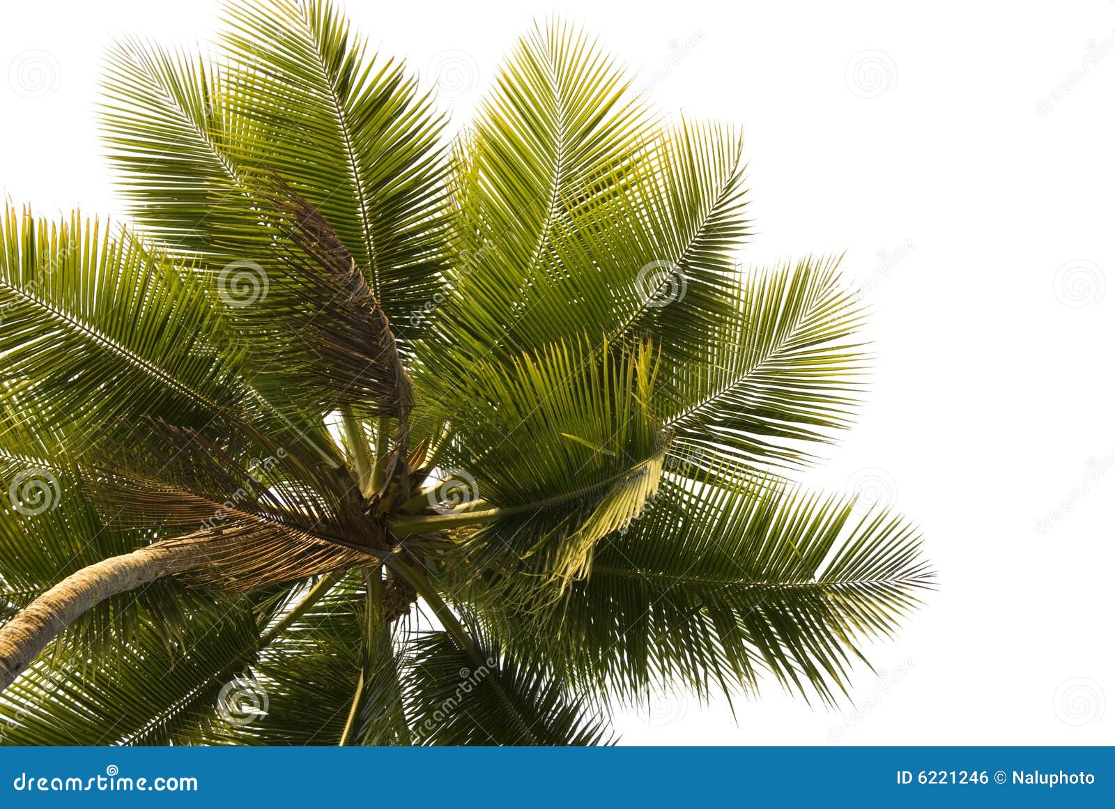 Palm Tree Close-up Isolated Stock Photo - Image of white, tree: 6221246