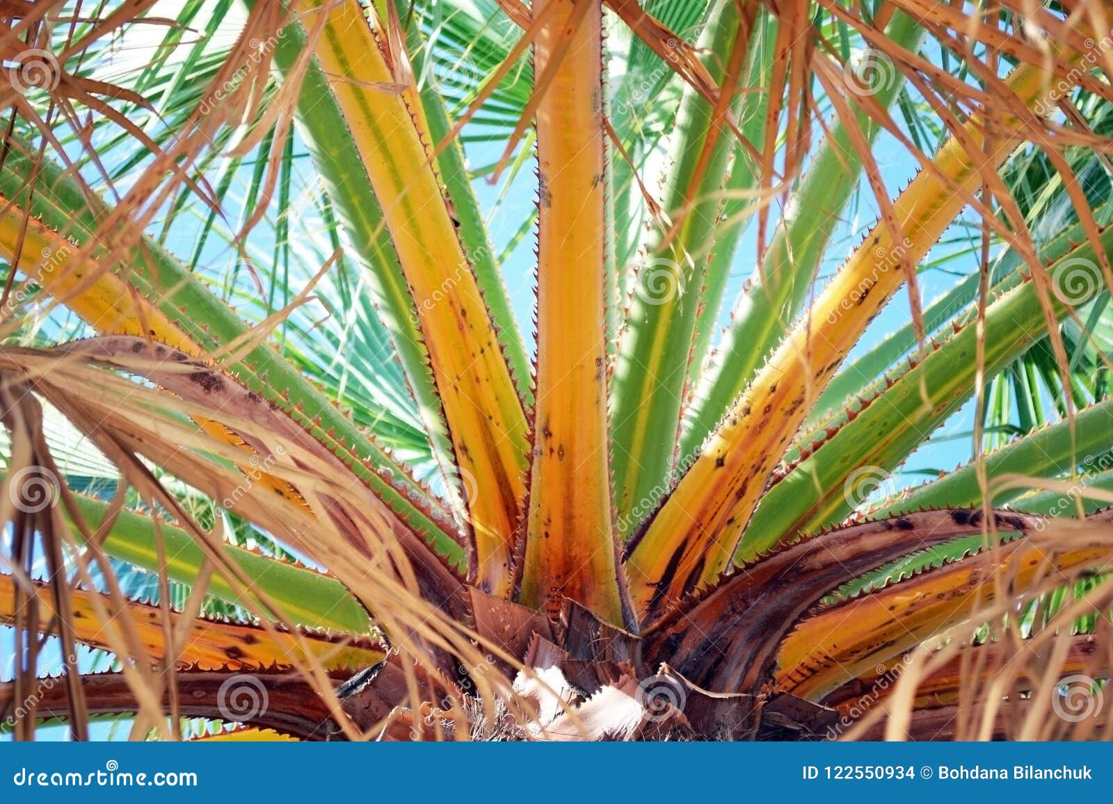 Palm tree stock photo. Image of palm, texture, tree - 122550934