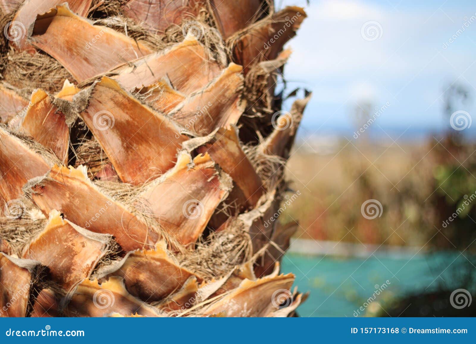 Palm tree close-up stock photo. Image of tree, long - 157173168