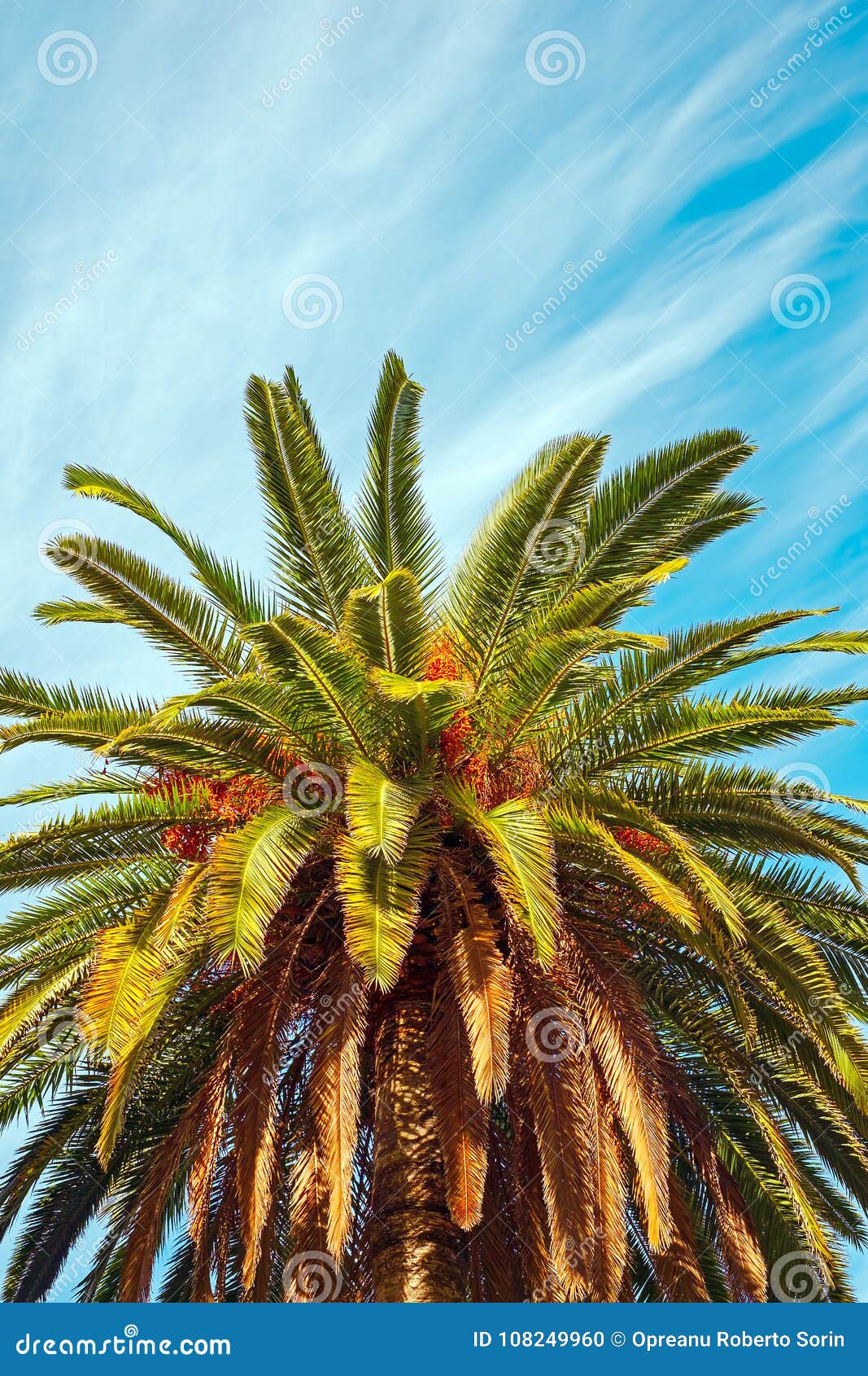 Palm tree close up stock photo. Image of lush, frond - 108249960