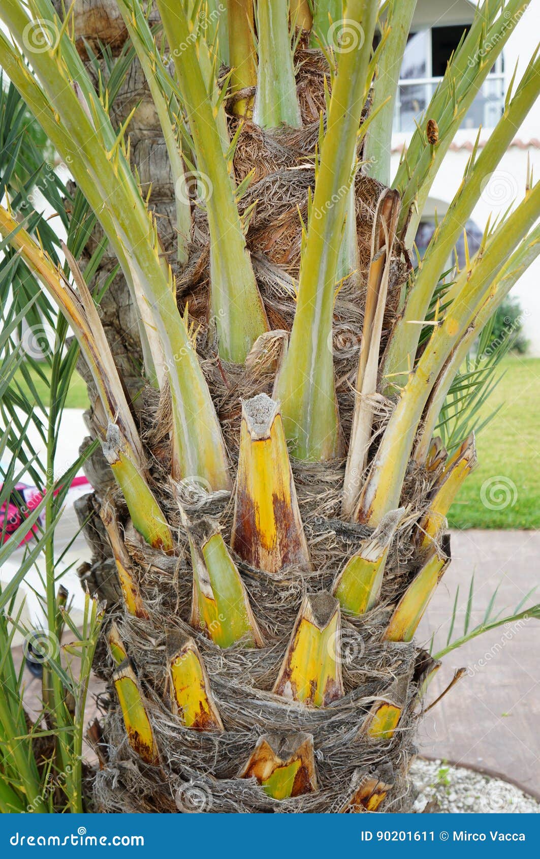 Palm tree stock image. Image of elaeis, detail, vegetation - 90201611