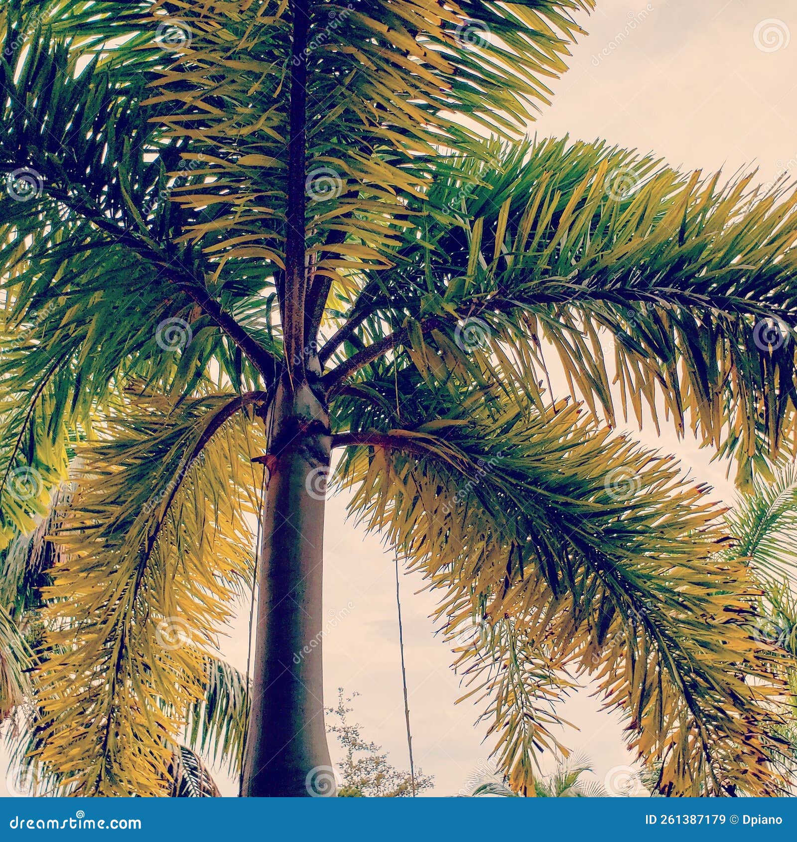Palm Tree Close Up with Photo Filters Stock Image - Image of filters ...