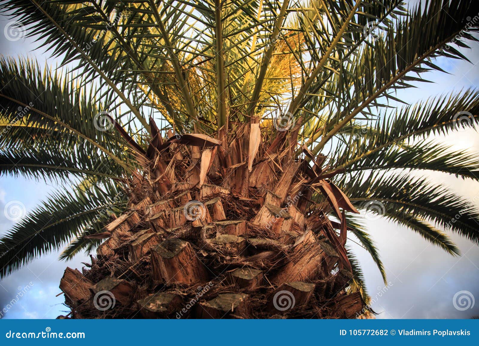 Palm tree close-up stock photo. Image of brown, coconut - 105772682