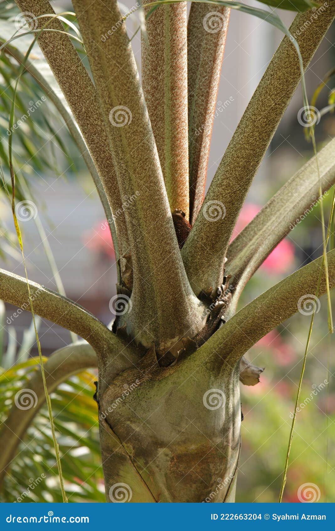 Palm tree close up shoot stock photo. Image of leave - 222663204