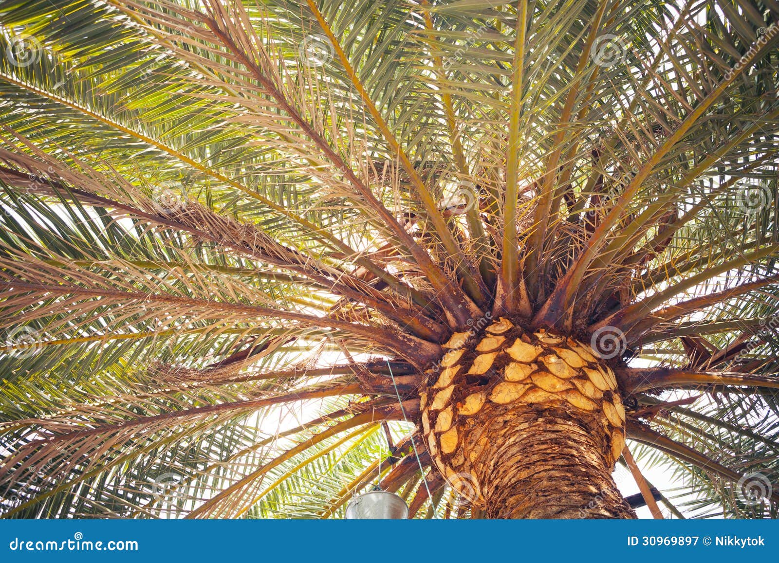Palm tree, close-up view stock image. Image of palm, natural - 30969897