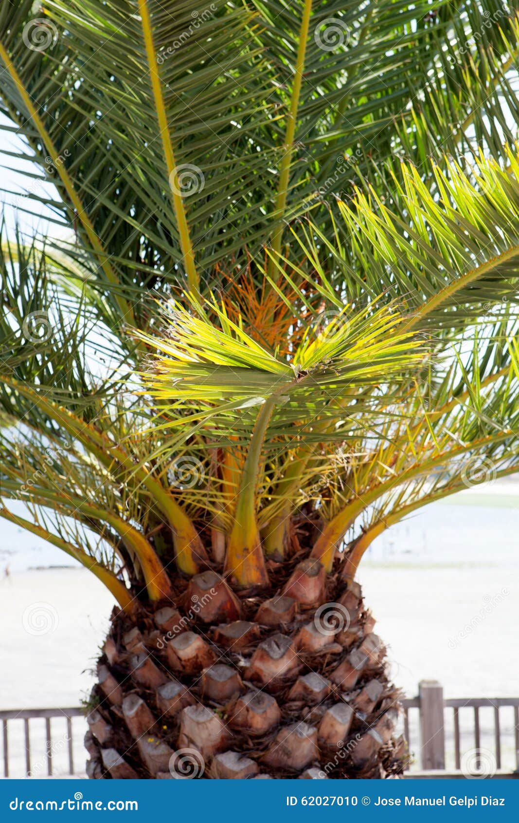 Palm tree close up view stock photo. Image of plant, pattern - 62027010