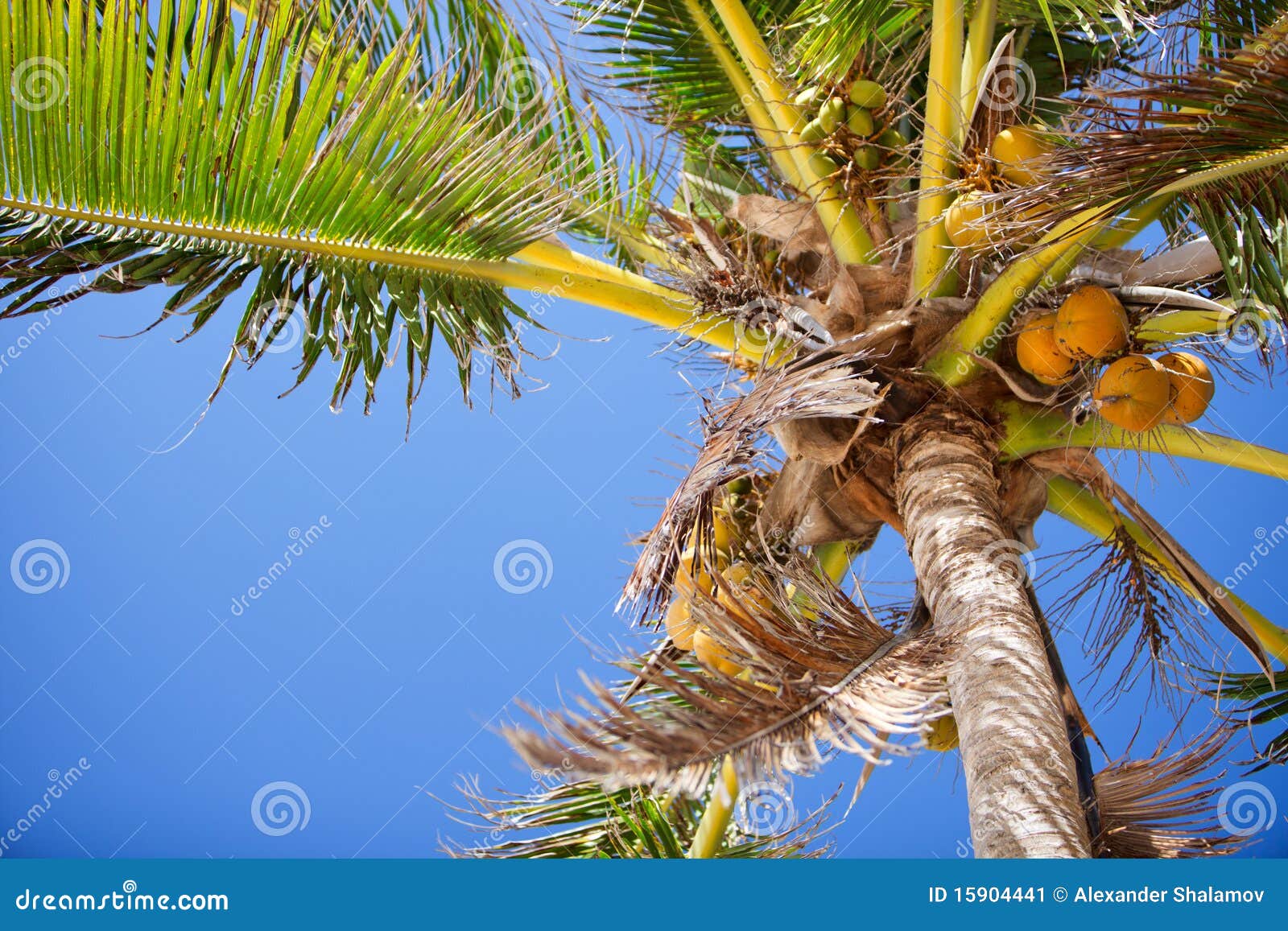 Palm tree closeup stock image. Image of blue, unspoilt - 15904441