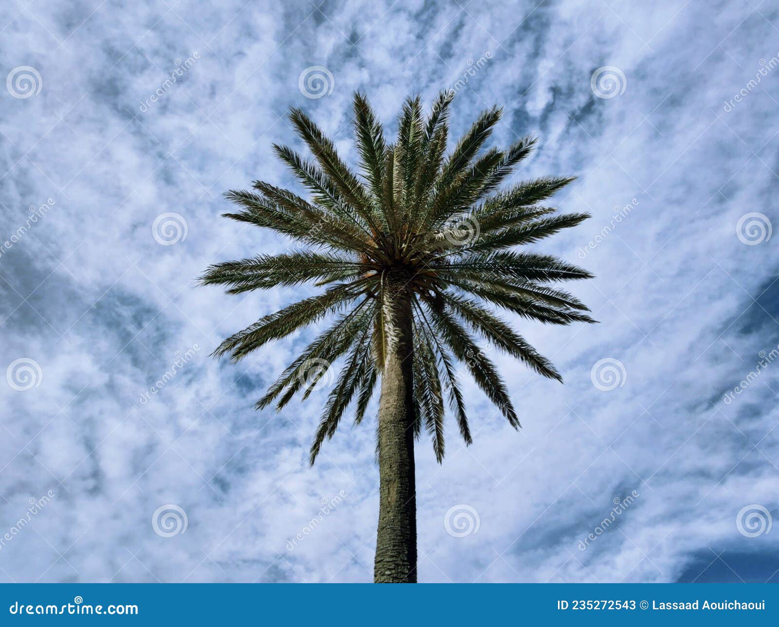 Palm Tree during Cloudy Day Stock Image - Image of loudy, winter: 235272543