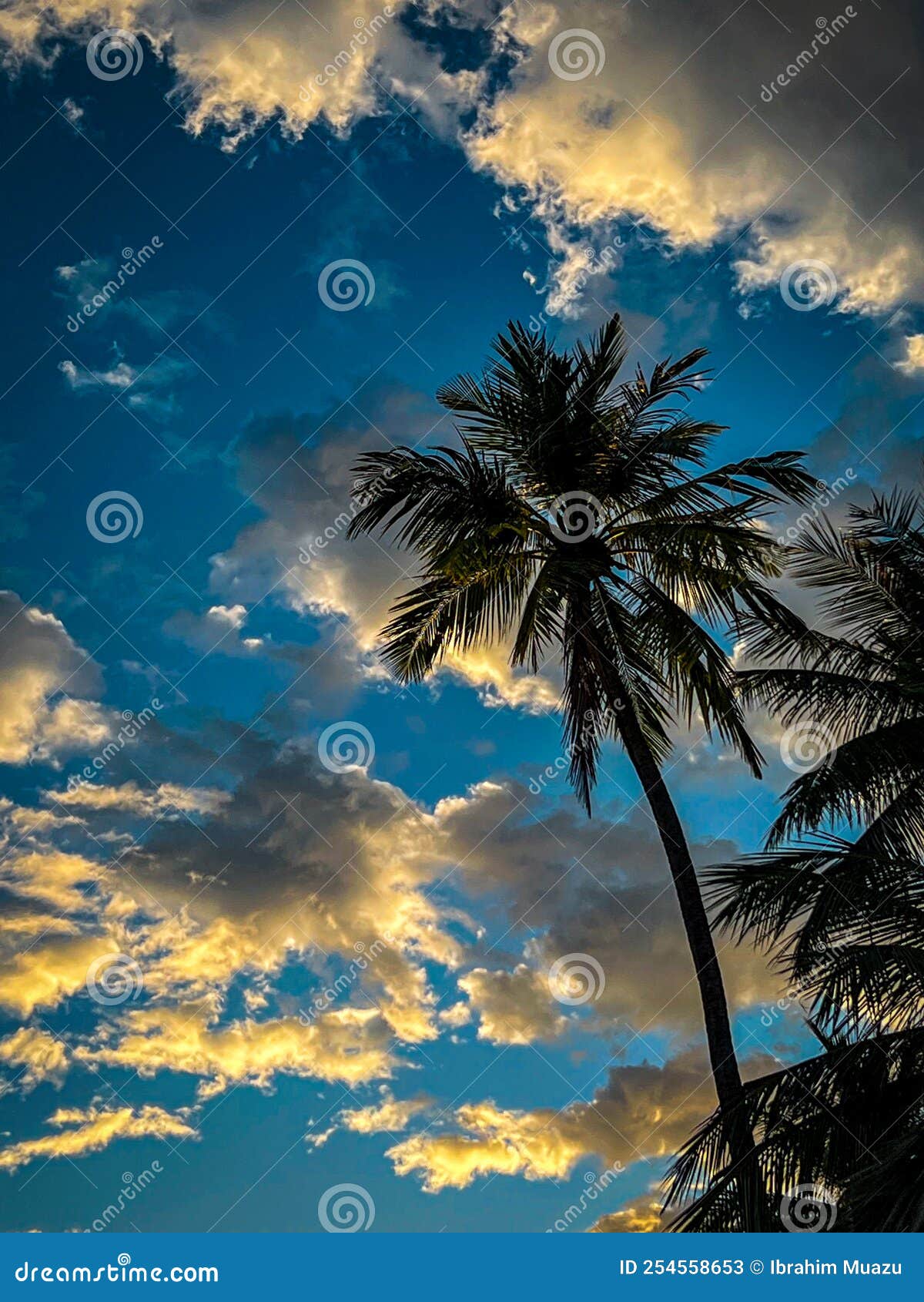 Palm tree stock image. Image of colourful, cloudy, palm - 254558653