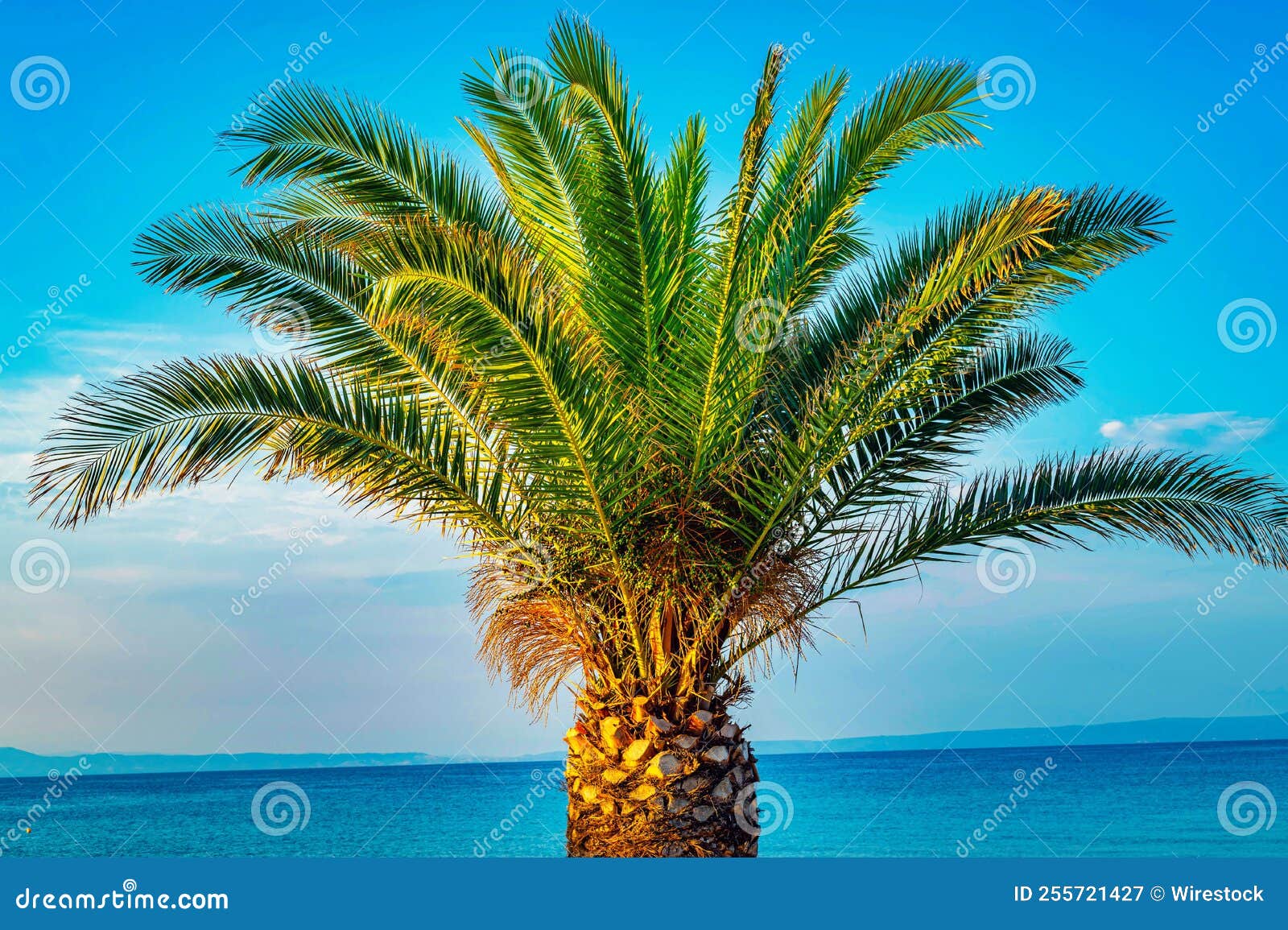 Palm Tree with a Cloudy Sky Background Stock Image - Image of travel ...