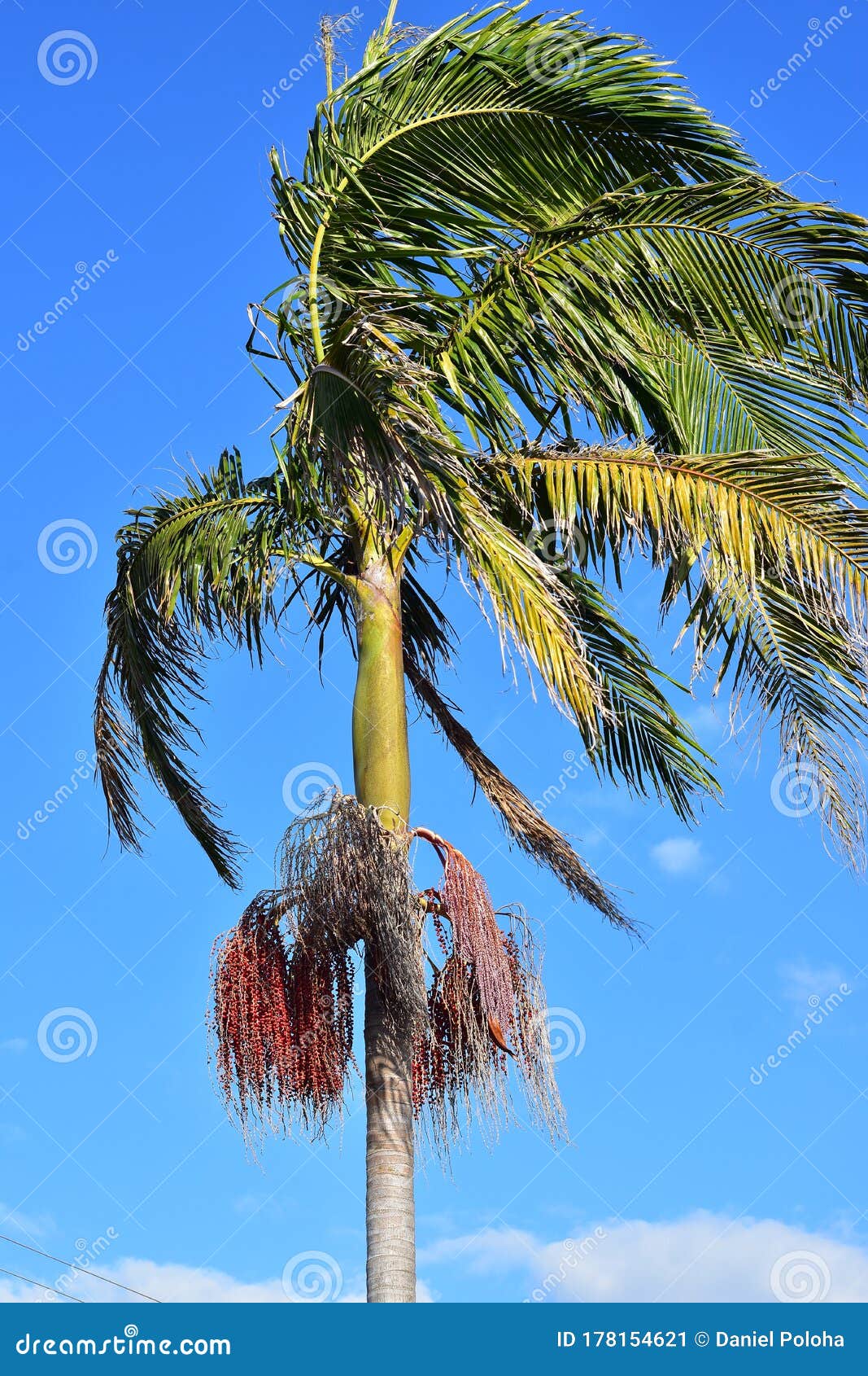Palm Tree with Clusters of Fruit Stock Image - Image of blue, windy ...