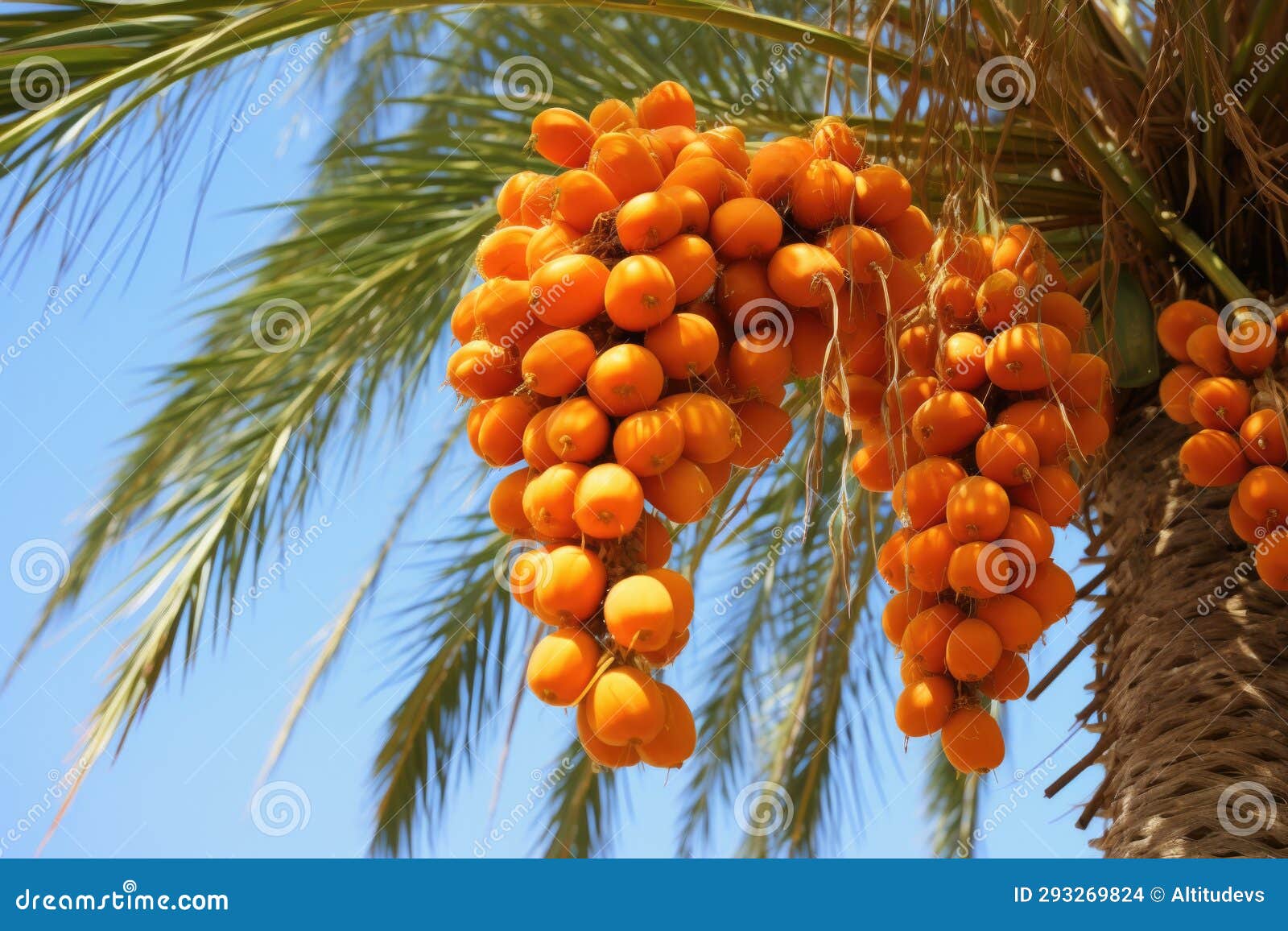 A Palm Tree with Clusters of Ripe Orange Dates Stock Photo - Image of ...