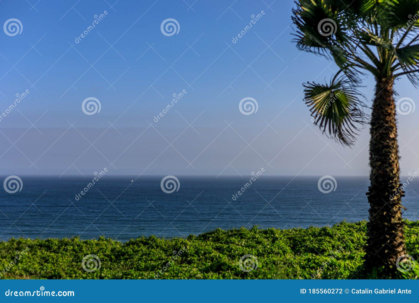 A Palm Tree from the Coast of Pacific Ocean in Lima, Peru Stock Photo ...