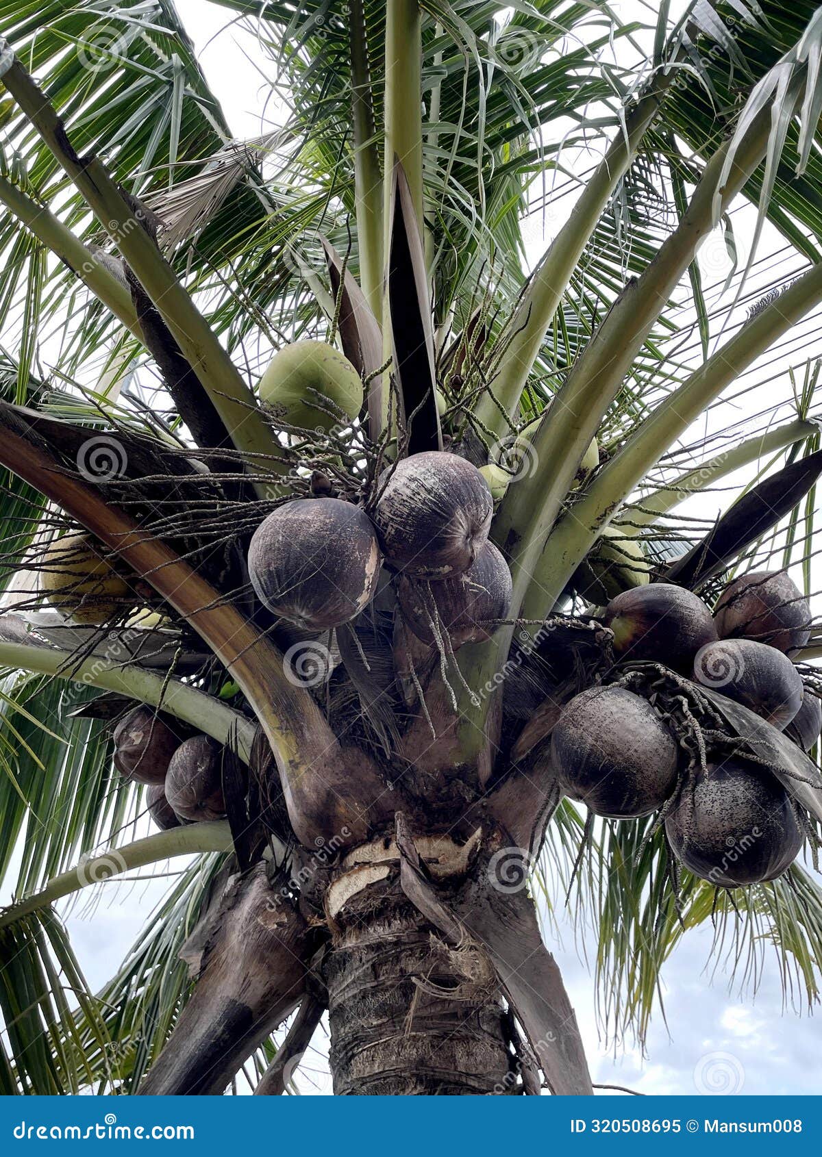 Palm tree with coconuts stock image. Image of green - 320508695