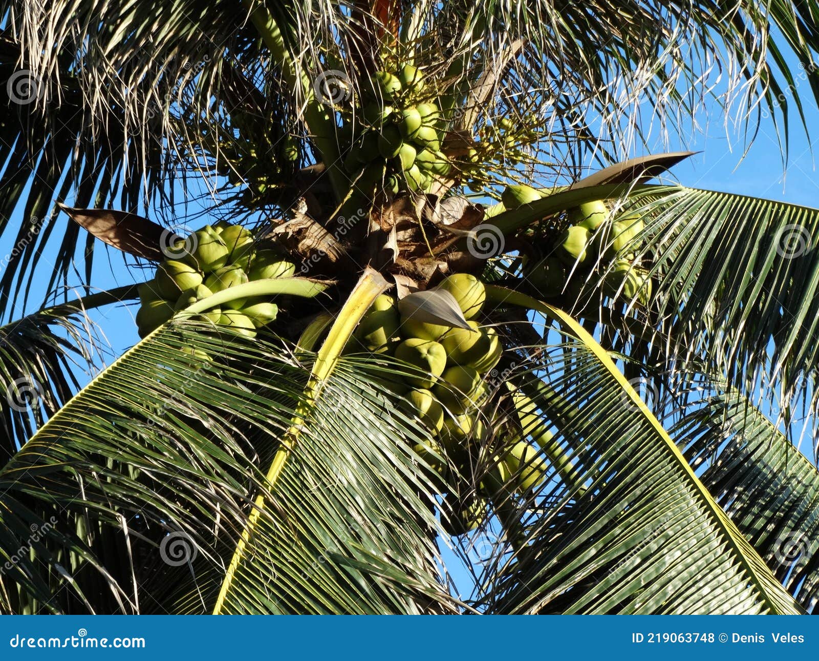 The Palm Tree with Coconuts. Stock Photo - Image of ripe, tree: 219063748