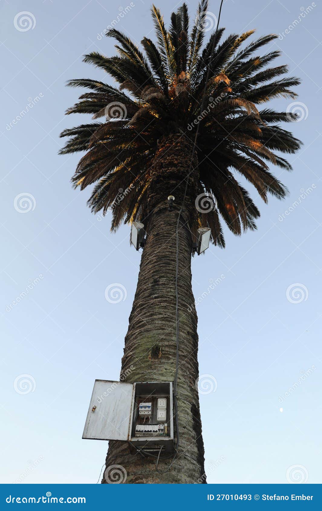 Palm Tree at Colonia Del Sacramento Stock Image - Image of colonia ...