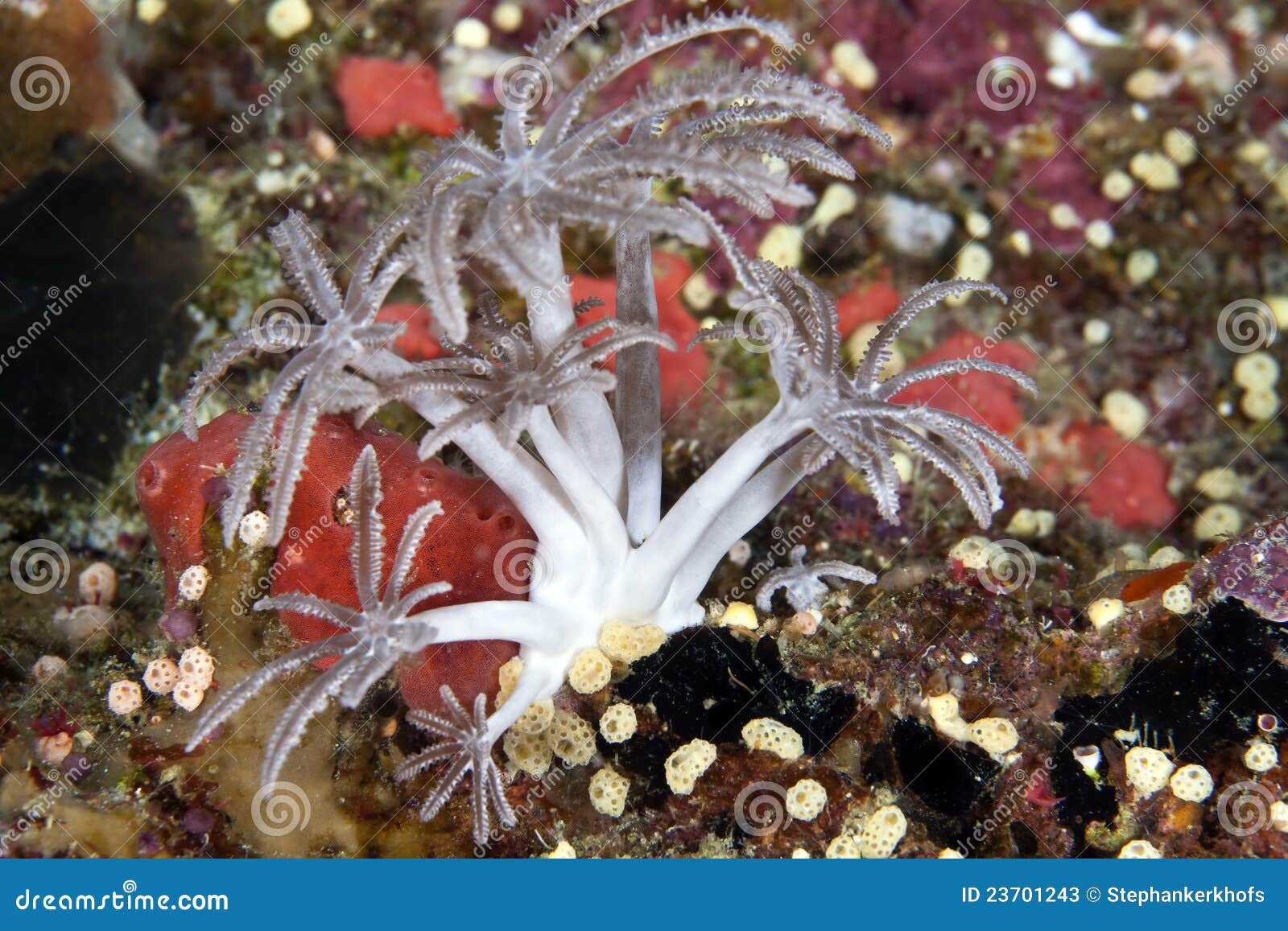 Palm Tree Coral in the Red Sea. Stock Image - Image of light, beneath ...