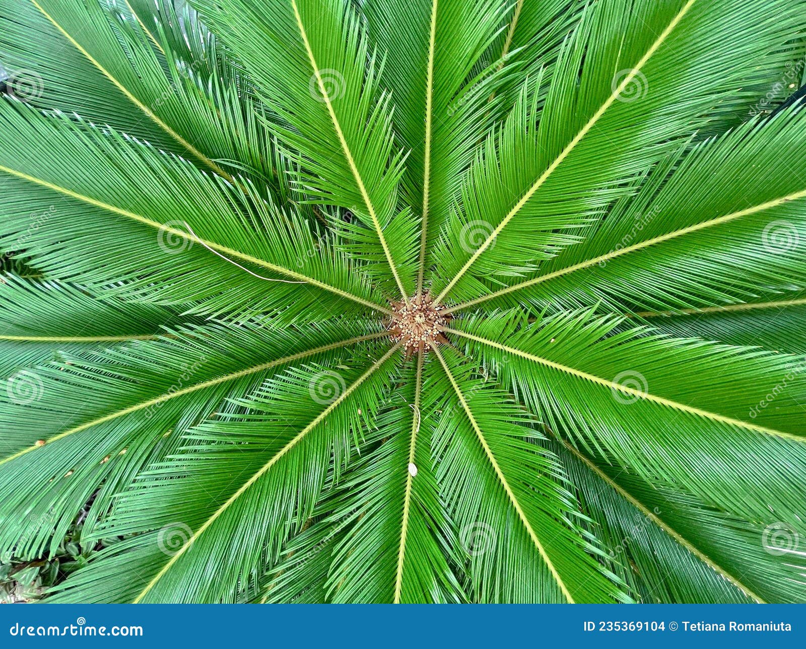 Palm Tree Core Top View. Palm Leaf Texture. Vivid Green Palm Background ...