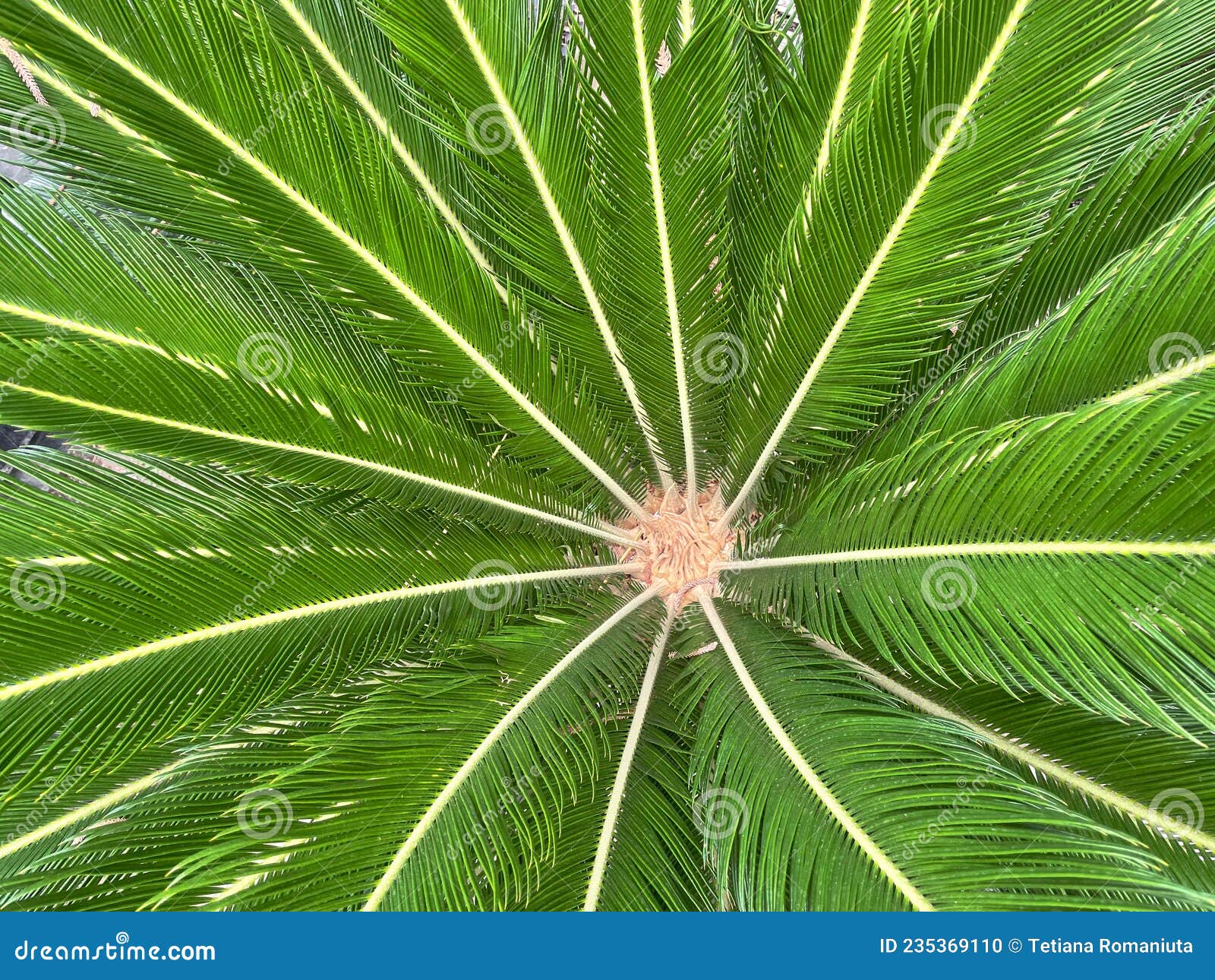 Palm Tree Core Top View. Palm Leaf Texture. Vivid Green Palm Background ...