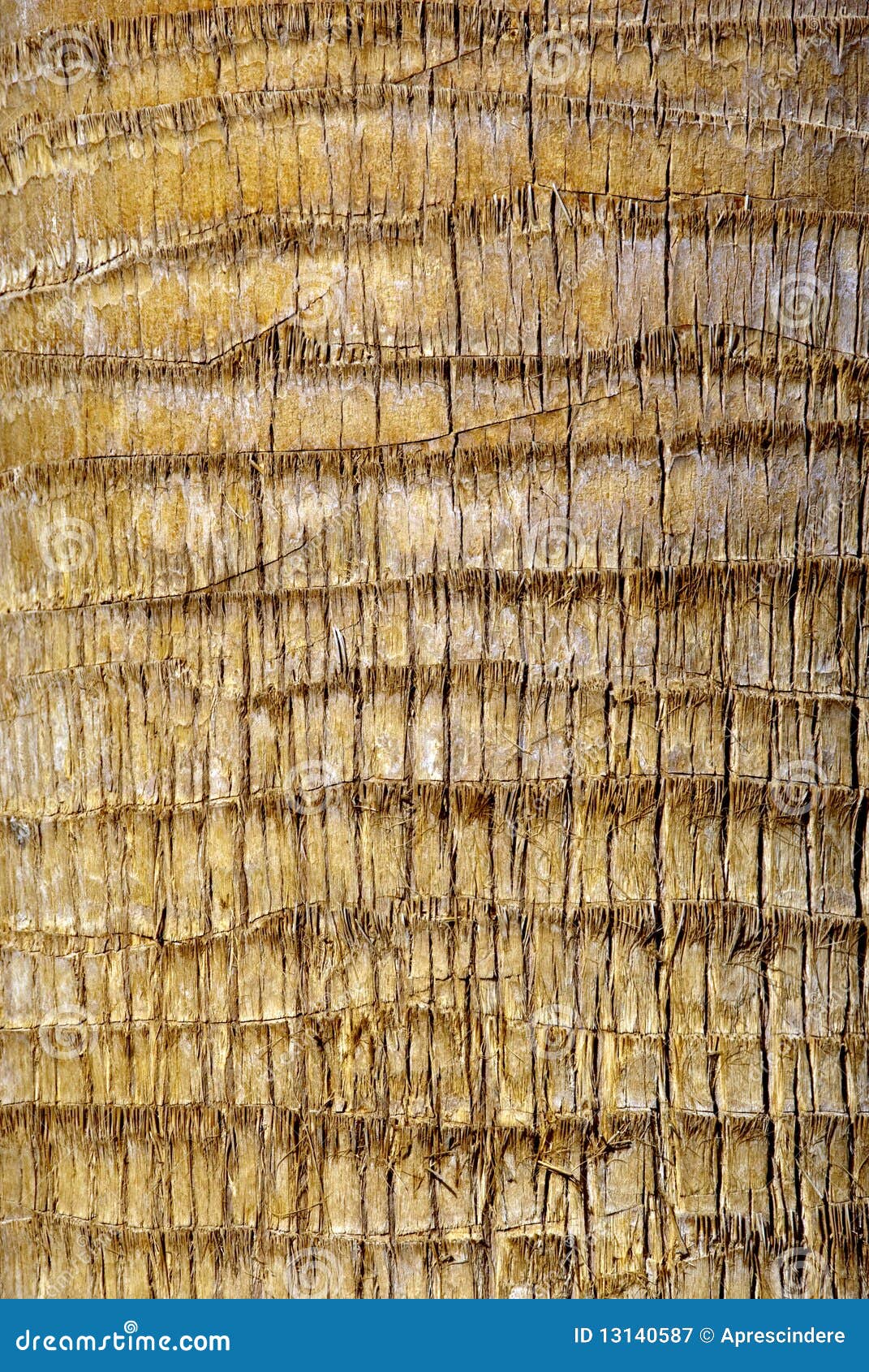 116 Palm Tree Cortex Texture Photos - Free & Royalty-Free Stock Photos ...