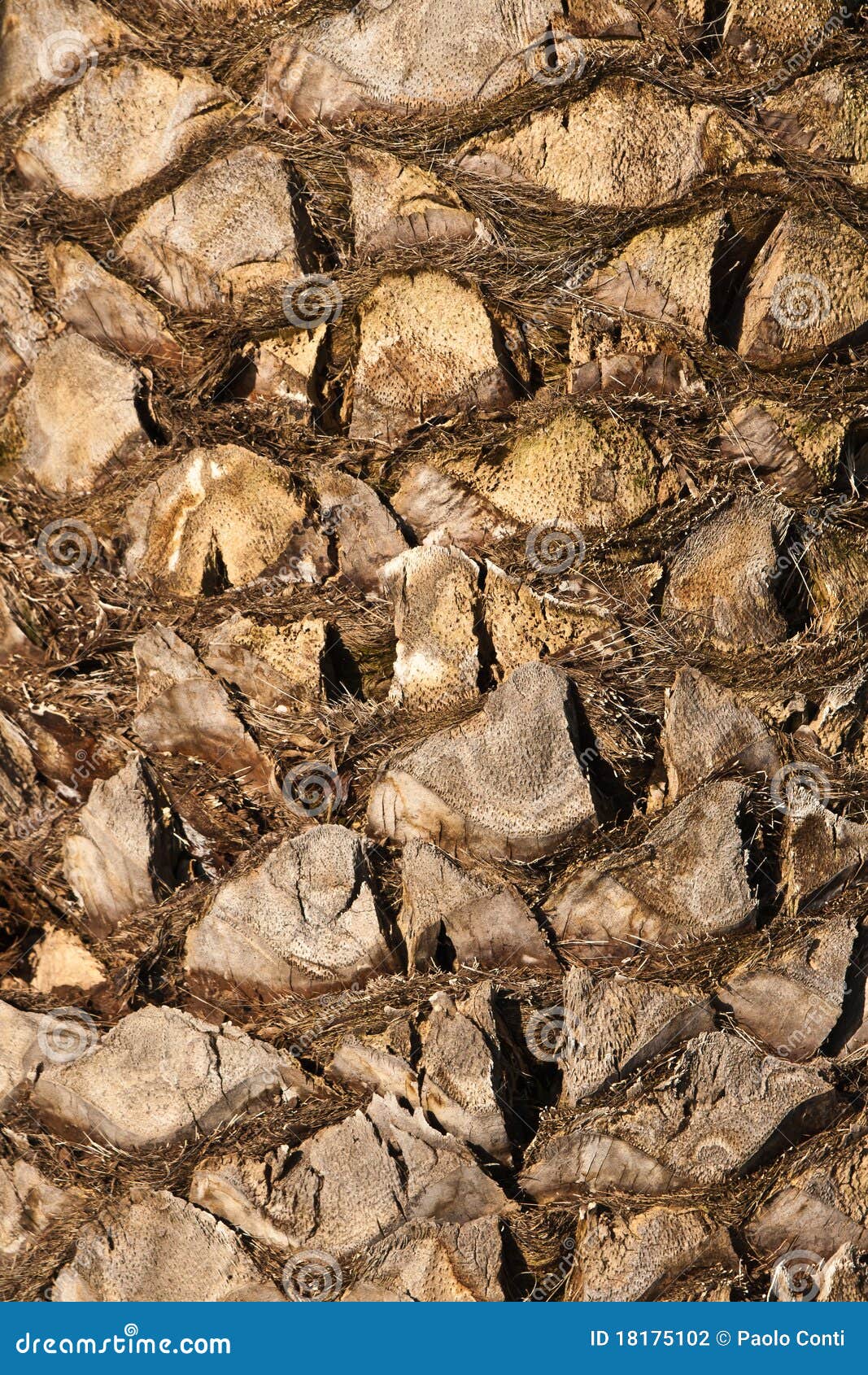 Palm tree cortex stock photo. Image of summer, pattern - 18175102