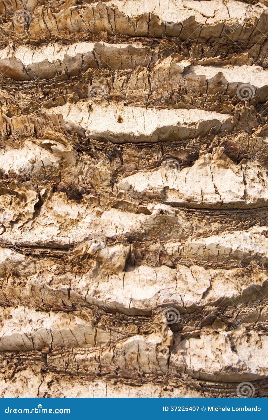 Palm tree cortex stock image. Image of background, close - 37225407