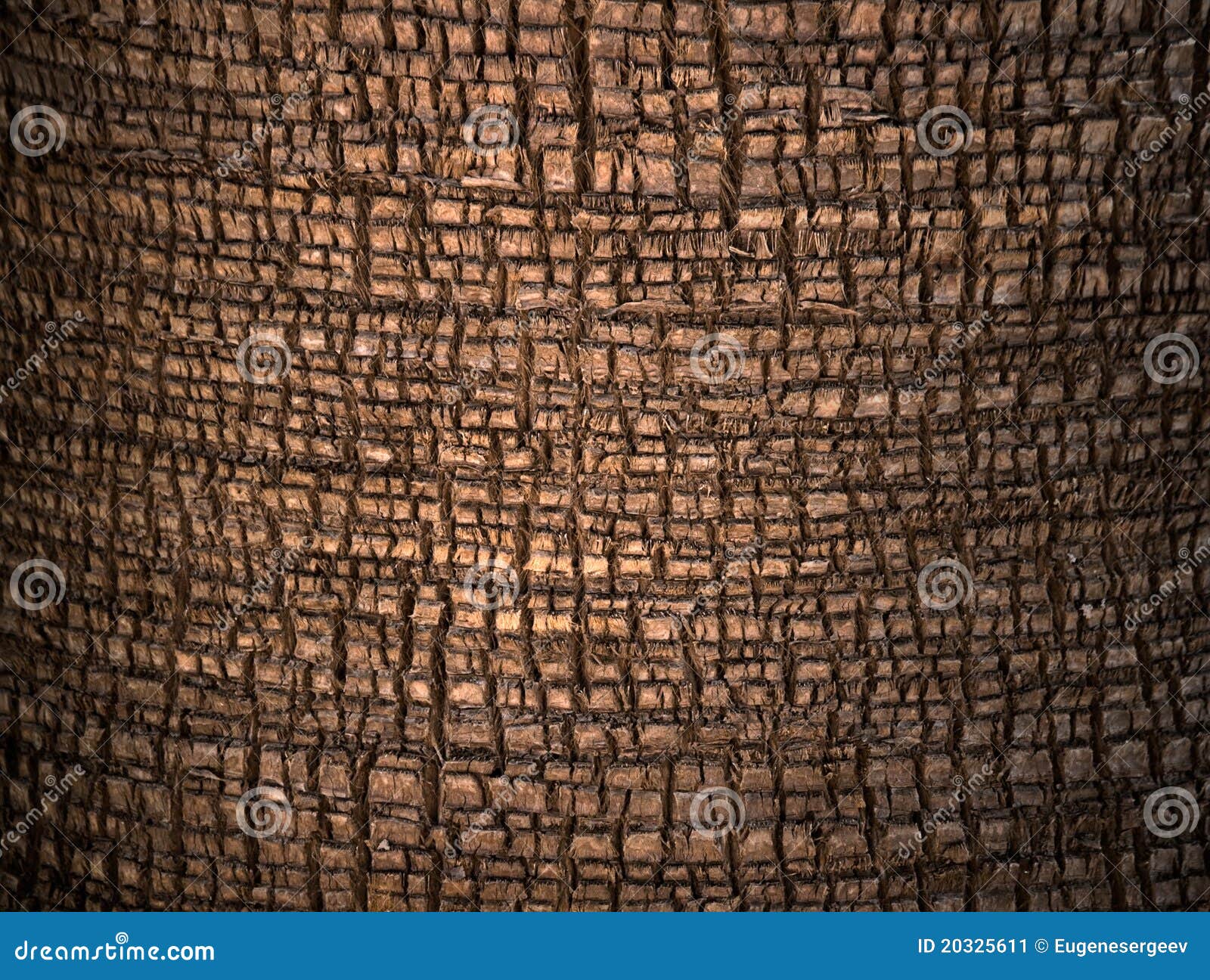 Palm tree cortex texture stock image. Image of bole, peel - 20325611