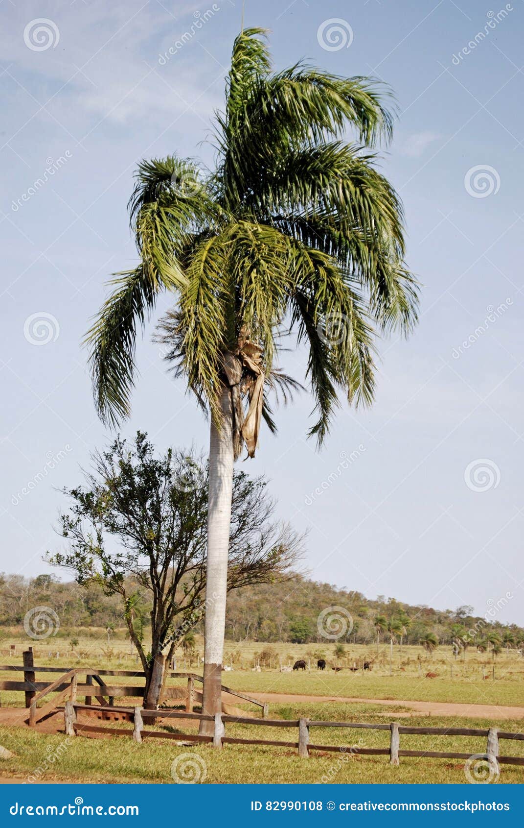 Palm tree in country field stock photo. Image of countryside - 82990108