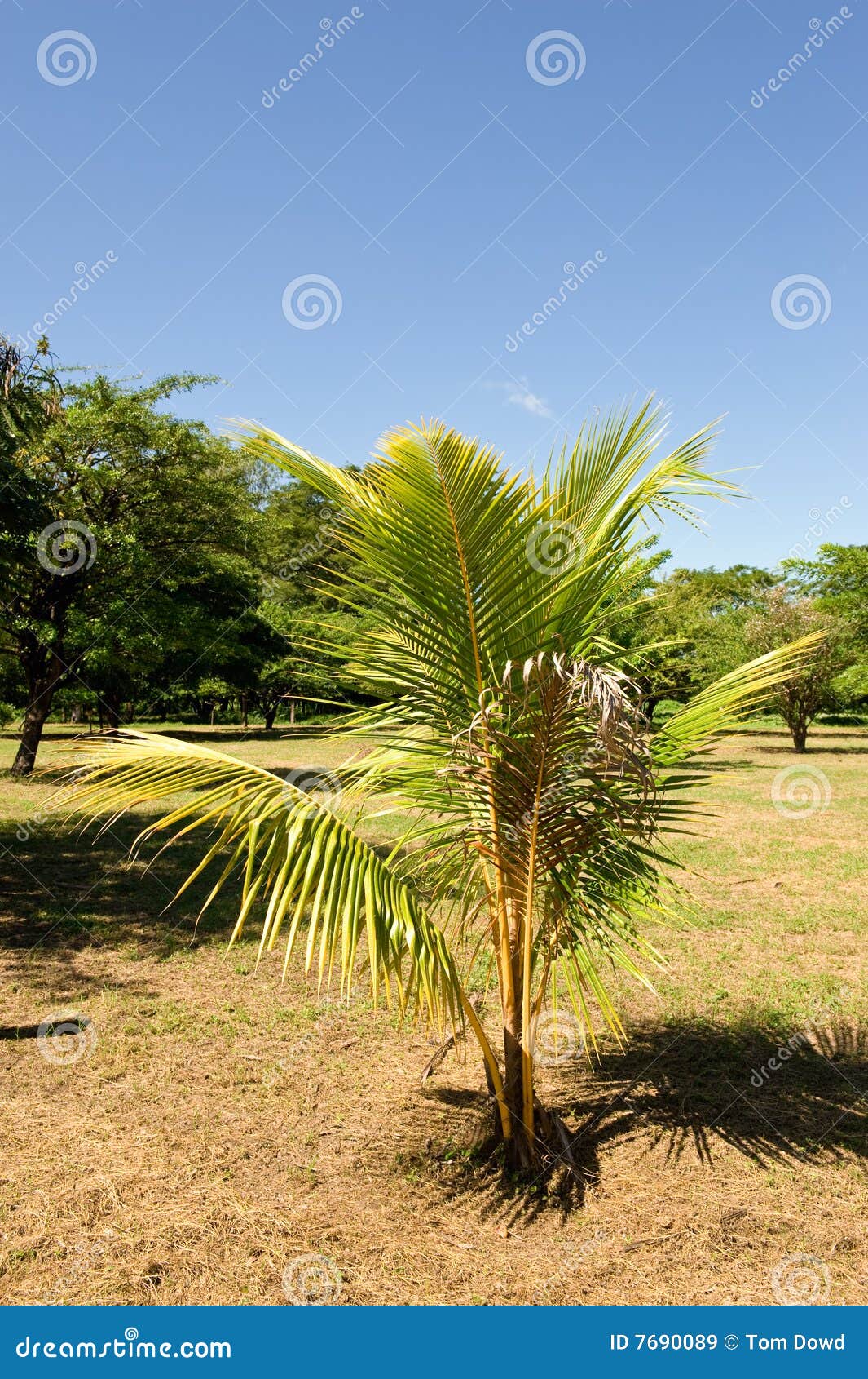 Palm tree in countryside stock image. Image of scenery - 7690089