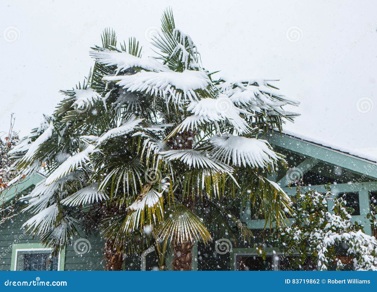 Palm tree covered in snow. stock photo. Image of temperature - 83719862