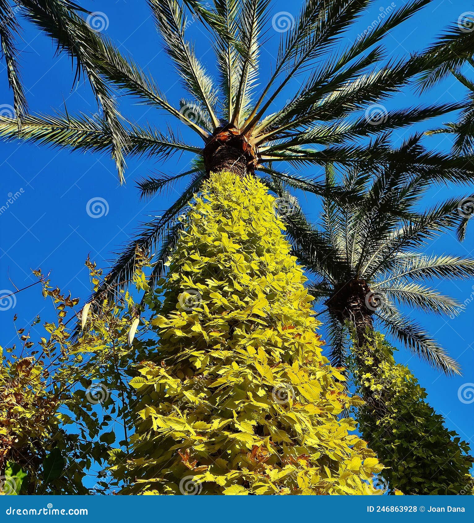 A Palm Tree Covered in Vegetation in a Palm Orchard in Elche, Alicante ...
