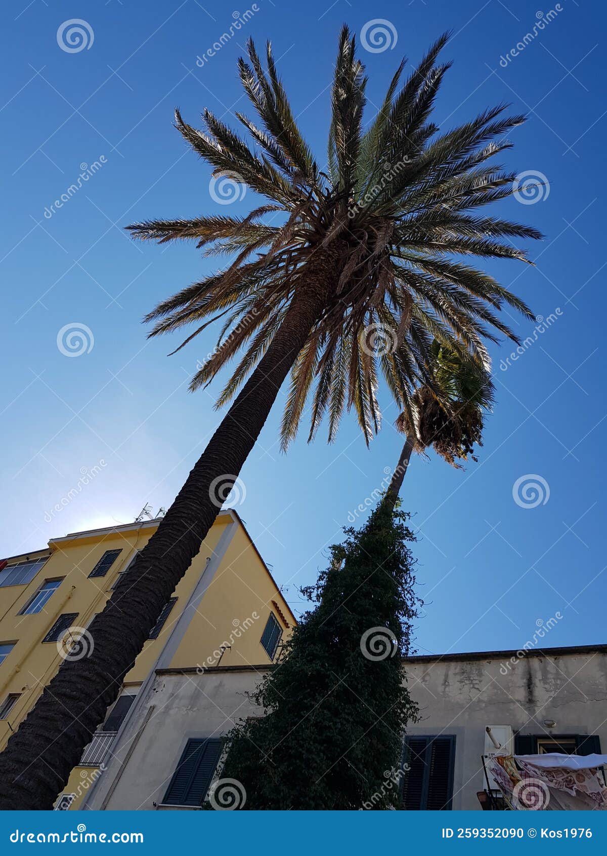 Palm Tree Covers the Rays of the Sun Stock Photo - Image of grain ...