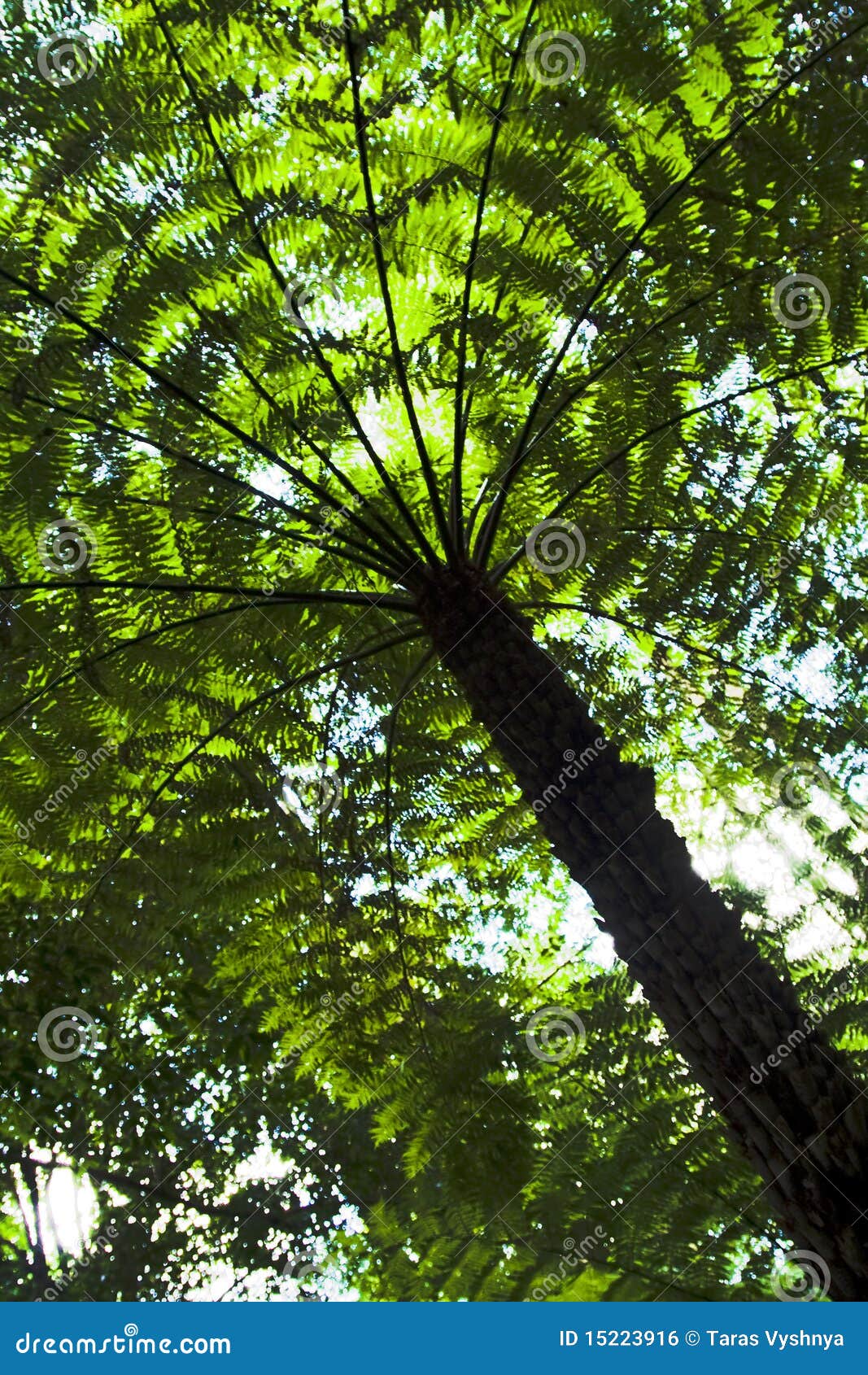 Palm tree crown stock photo. Image of climate, outdoors - 15223916 Palm tree crown stock photo. Image of climate, outdoors - 15223916