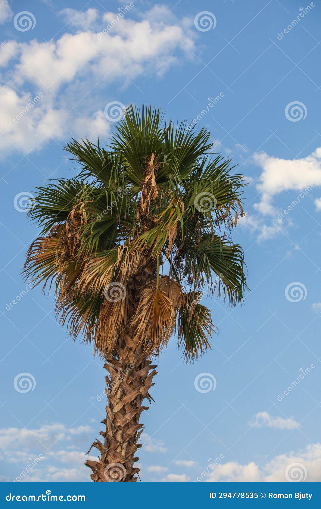 Palm Tree - Crown of a Tree. the Background is a Blue Sky with White ...