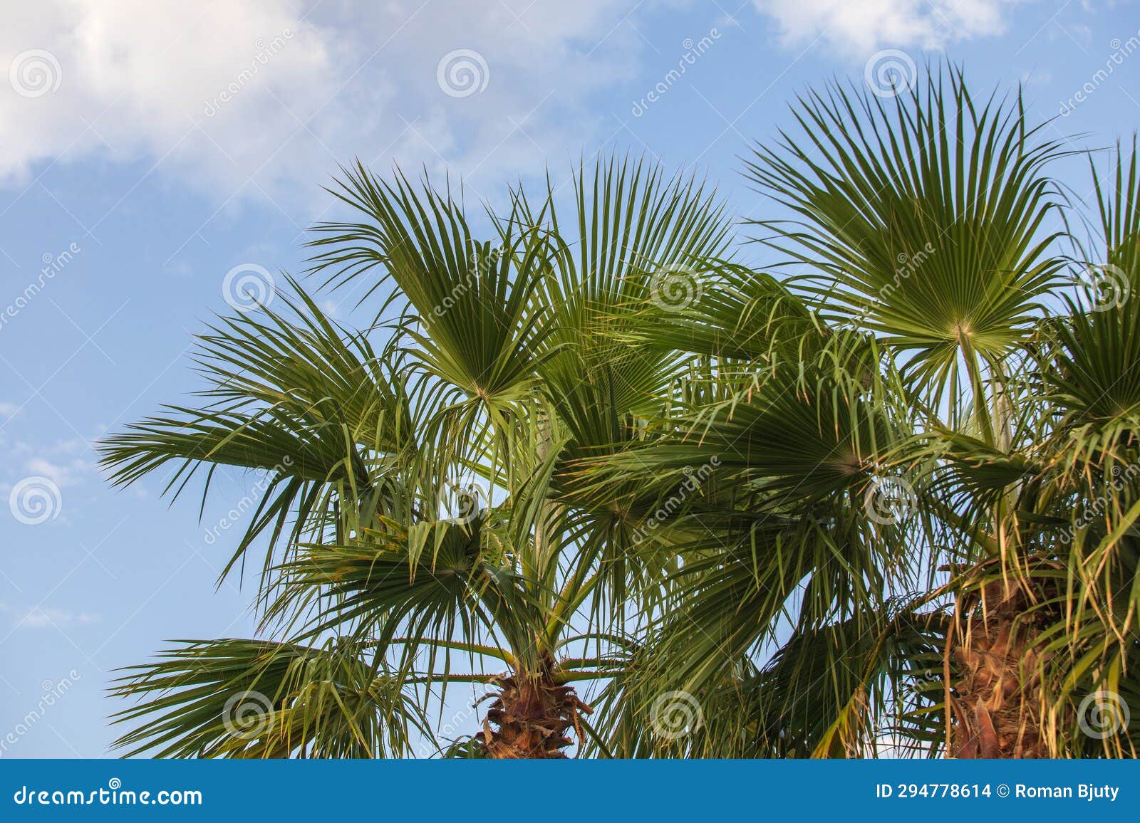 Palm Tree - Crown of a Tree. the Background is a Blue Sky with White ...