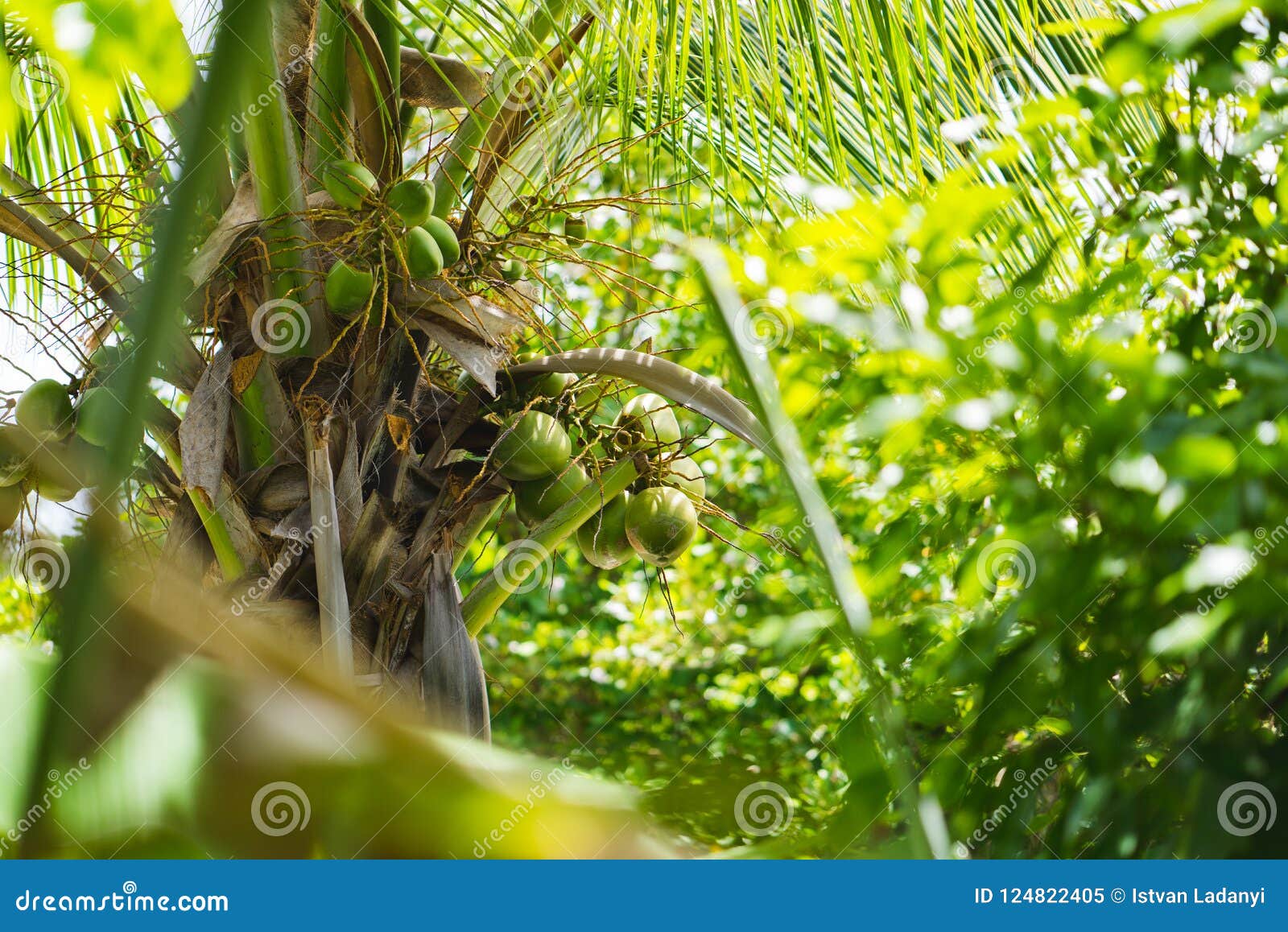 Palm Tree Crown With Coconuts Stock Image - Image of illustration ...
