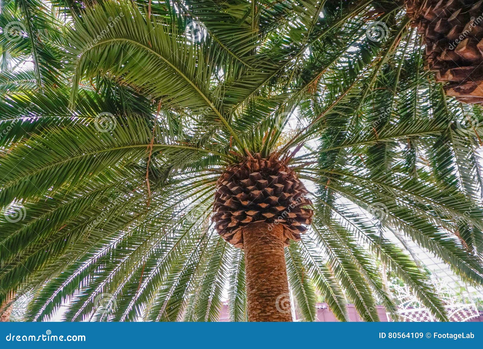 Palm tree crown stock image. Image of garden, singapore - 80564109
