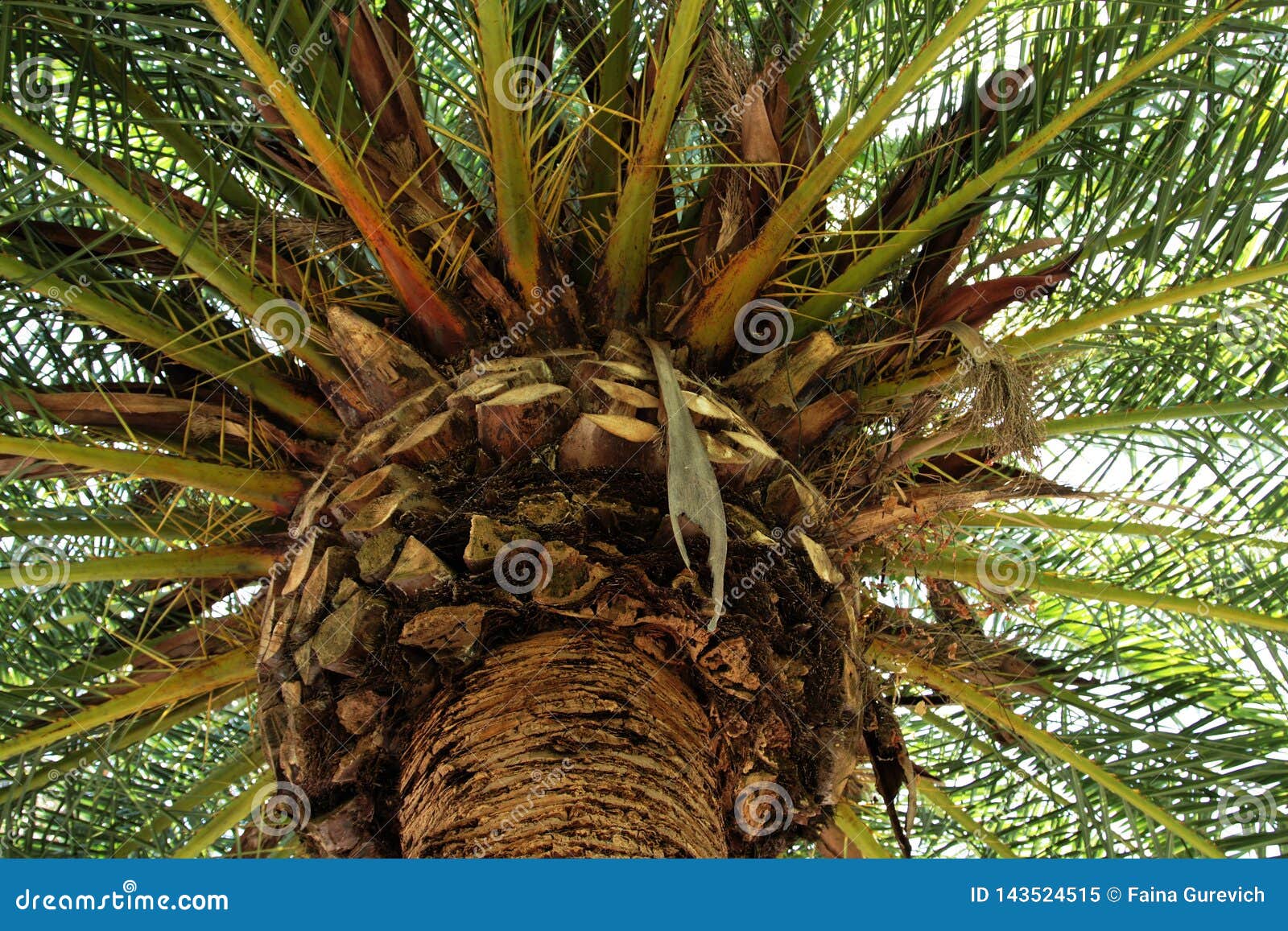 Palm Tree Crown on the Sky Background Stock Image - Image of angeles ...