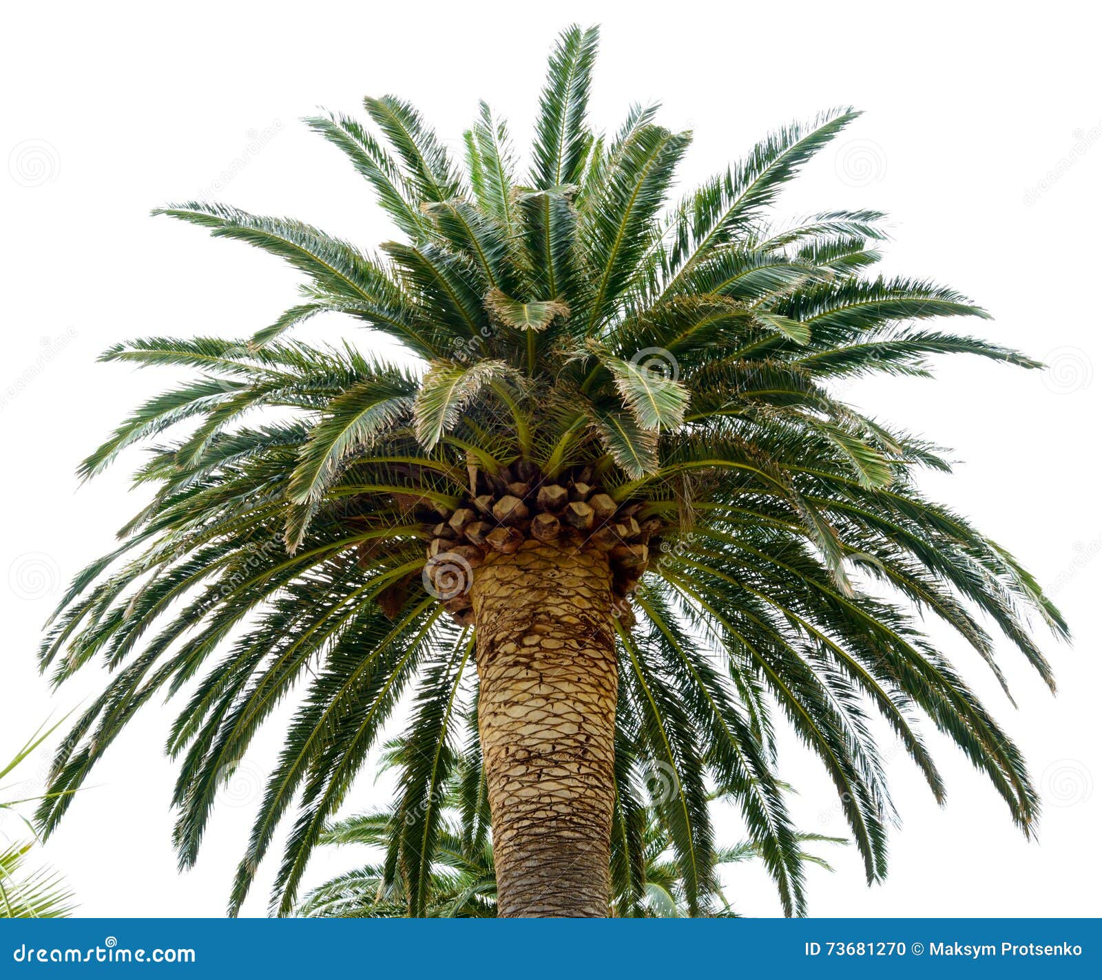 Palm Tree Crown in Sunlight on the Bright Sky Background Stock Photo ...