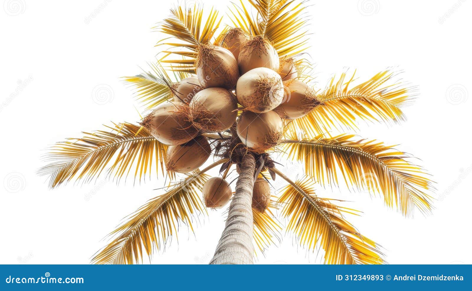 A Palm Tree Crowned with Coconuts Isolated on White Stock Image - Image ...