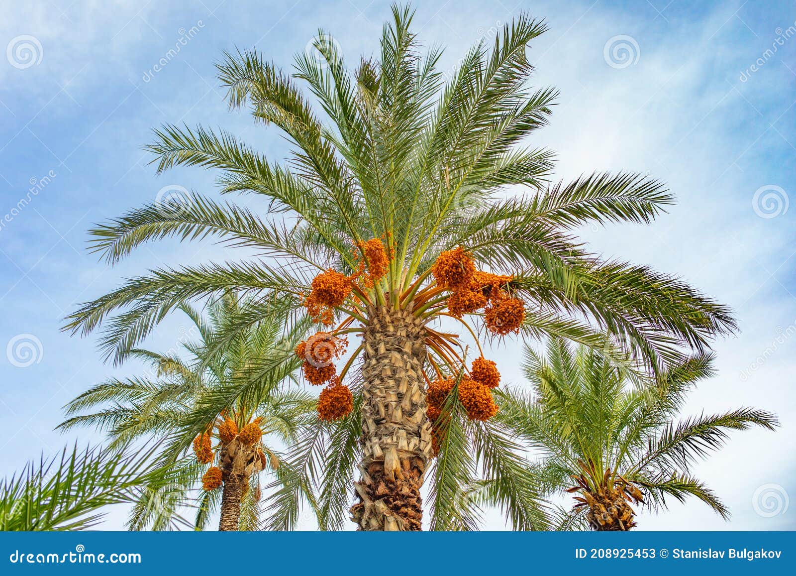 Palm Tree with Date Berries in Antalya Turkey Stock Image - Image of ...
